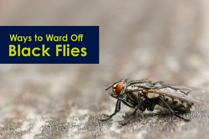 Ways to Ward Off Black Flies – Proven Insect Repellent